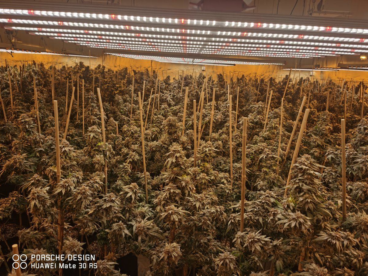 Grow Room Lighting Layout Horticulture Lighting Group Premium LED Grow