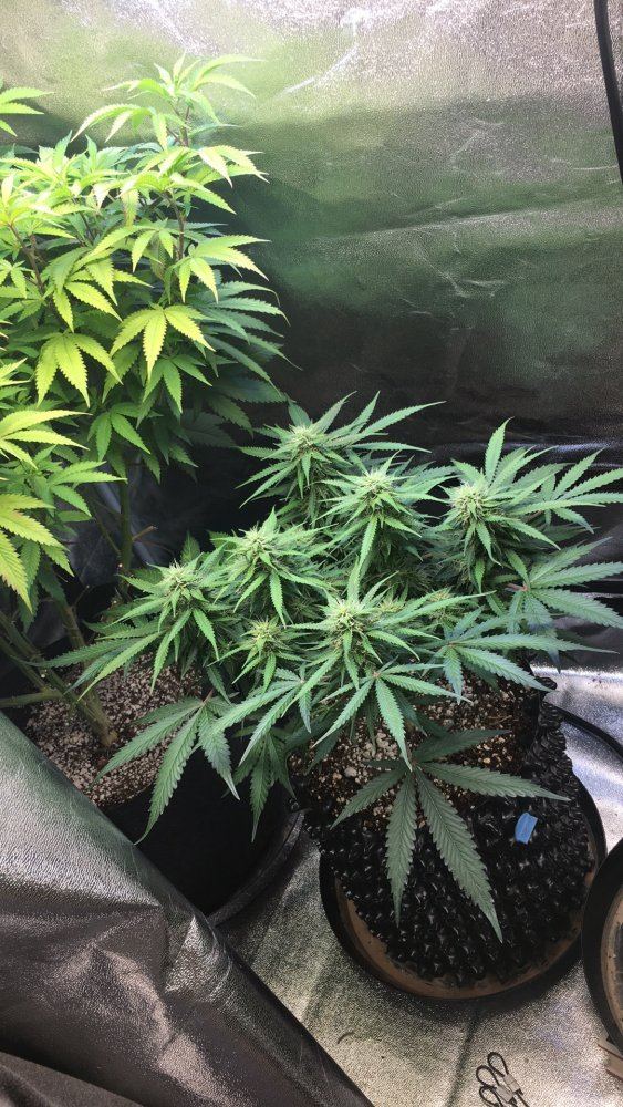 How Big Of A Deal Is Light Bleaching - THCFarmer