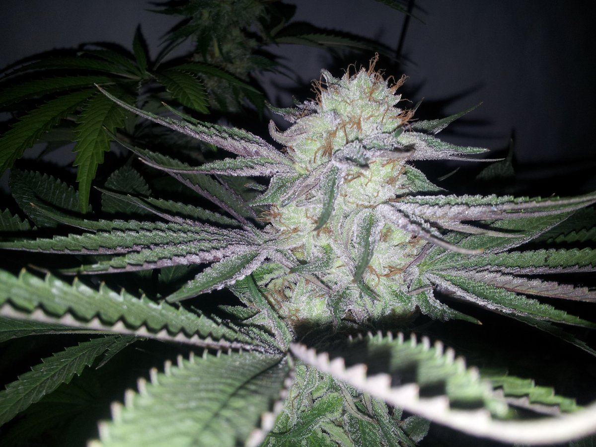 Frosty The Snowman Strain Frosty The Snowman And Friends THCFarmer