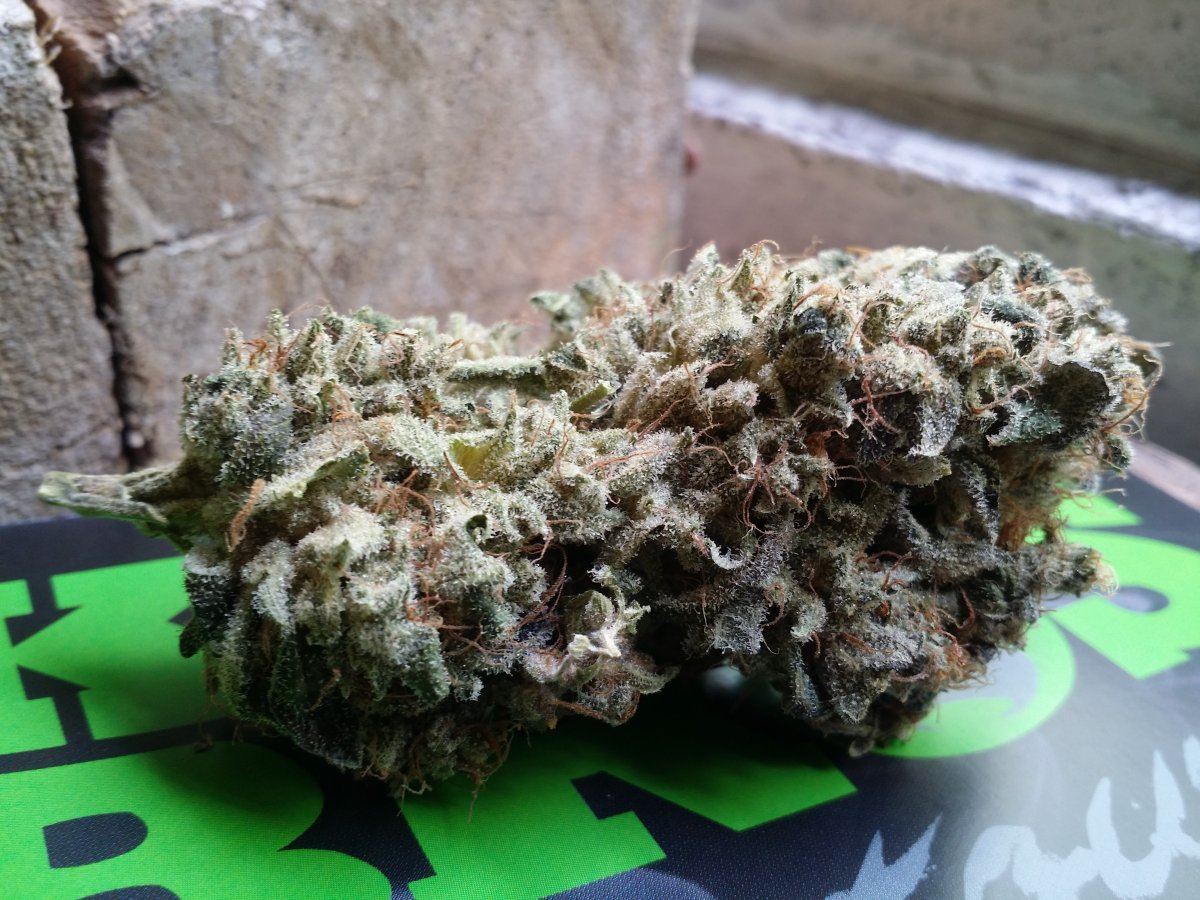 91 Hollywood Pure Kush S1 - THCFarmer