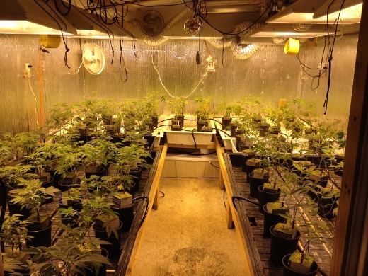 Rockwool Hydroponics Drip