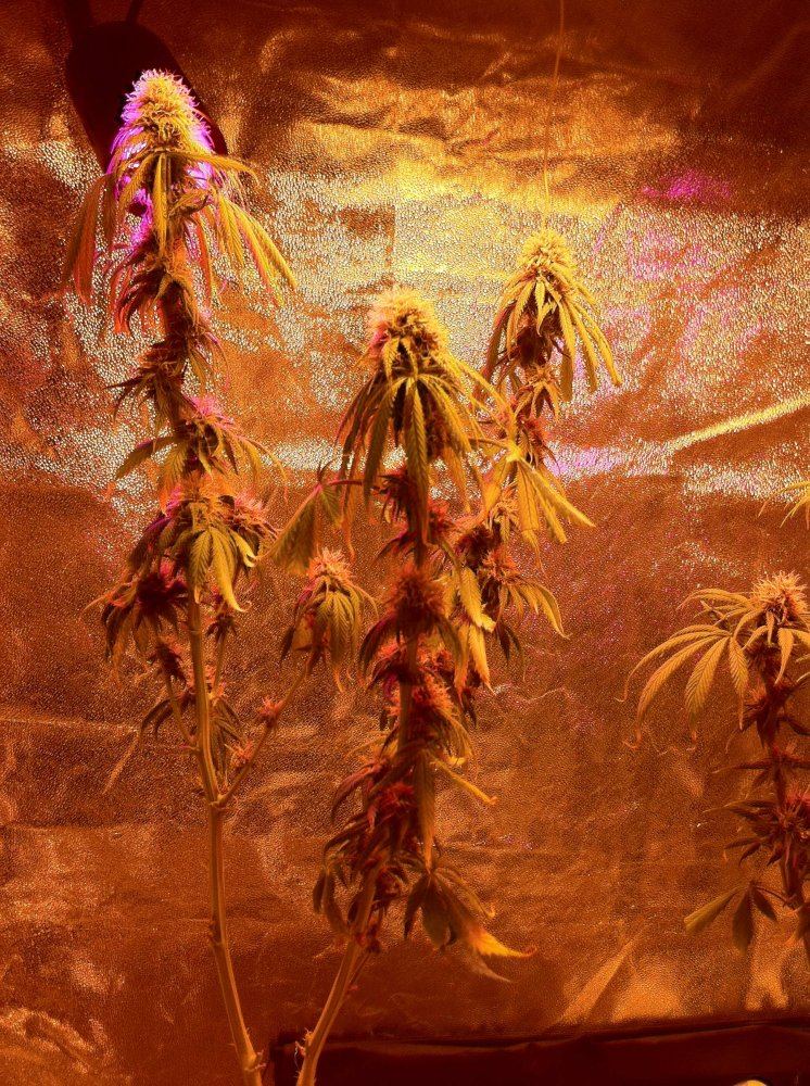 Is This Foxtailing Or Calyx Swelling Thcfarmer