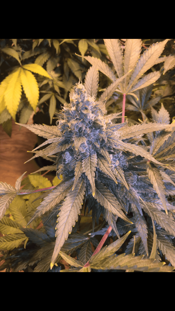 Is This Foxtailing Or Calyx Swelling Thcfarmer