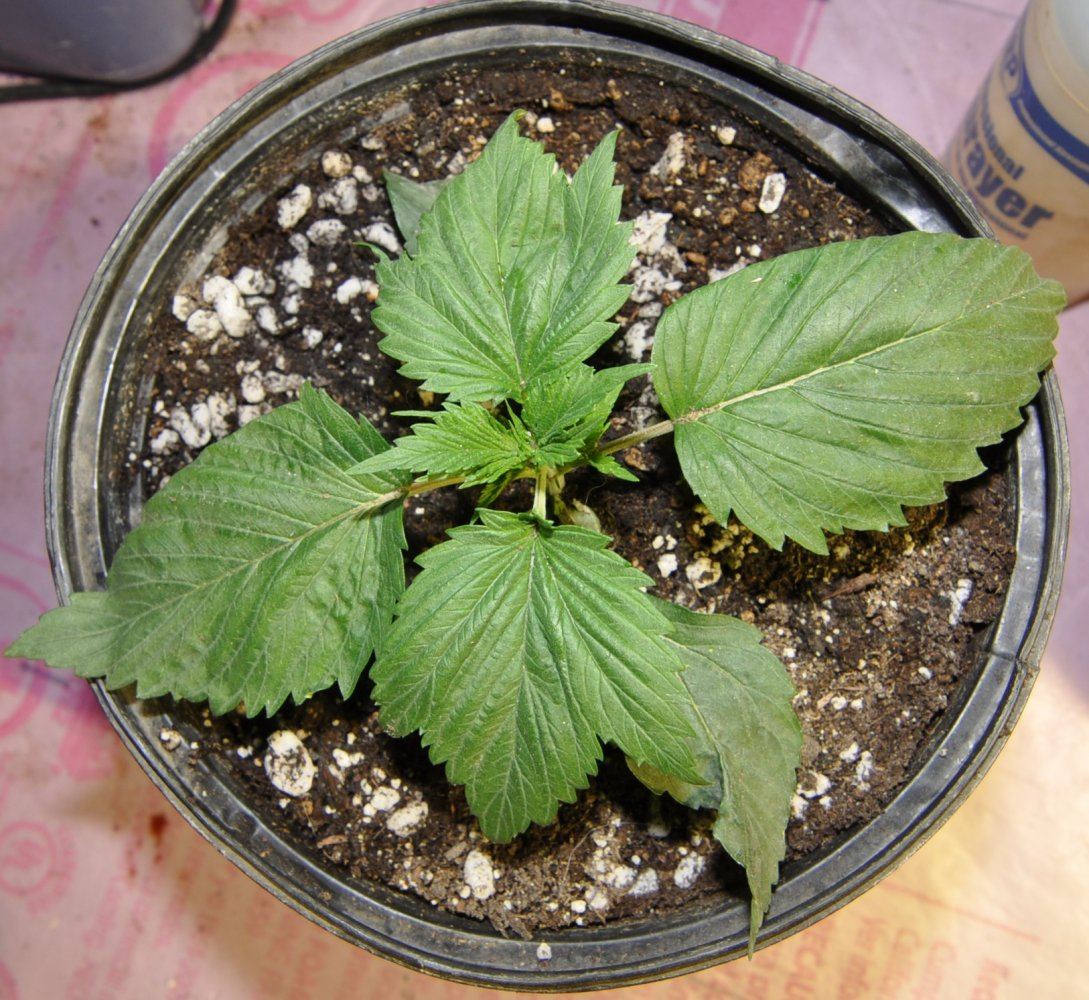 What plants hide marijuana well outdoors for backyard? - THCFarmer