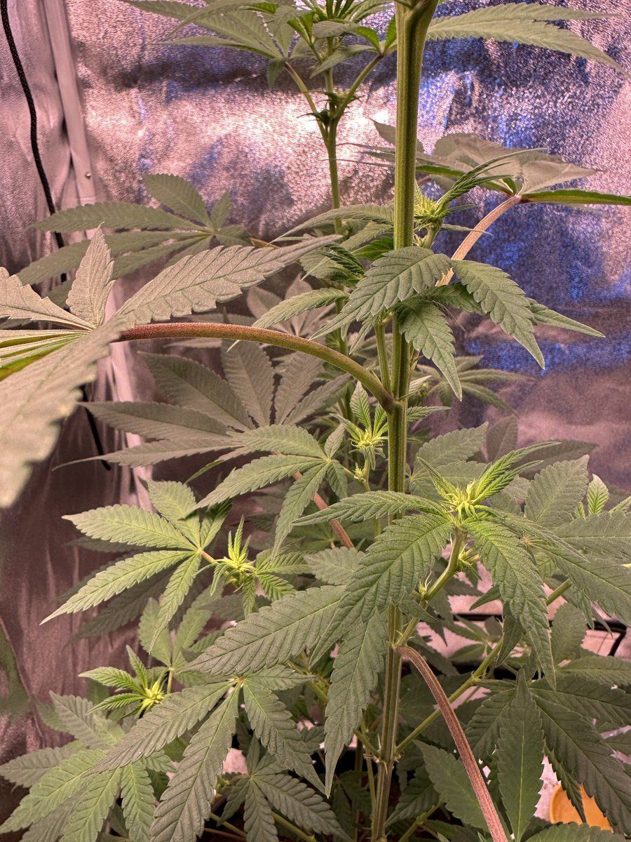 Removing fan leaves (first time grower) - THCFarmer