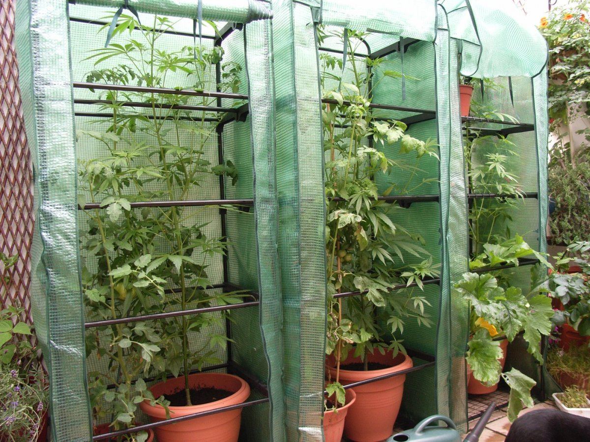 Mini Greenhouse Plans - THCFarmer