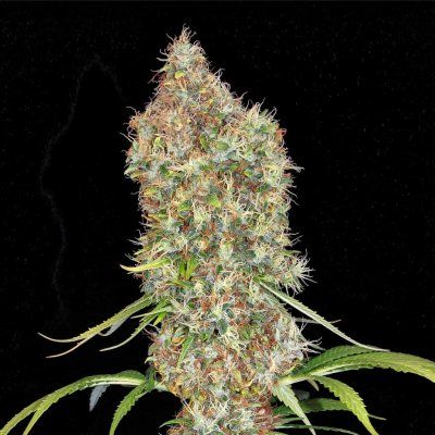 Ed Rosenthal Super Bud Weed Strain - THCFarmer