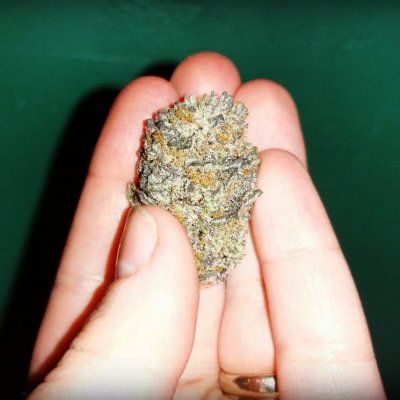 Hurricane Weed Strain - THCFarmer