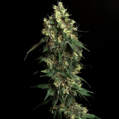 Aqua Verde - THCFarmer