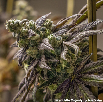 Purple Mtn Majesty - THCFarmer