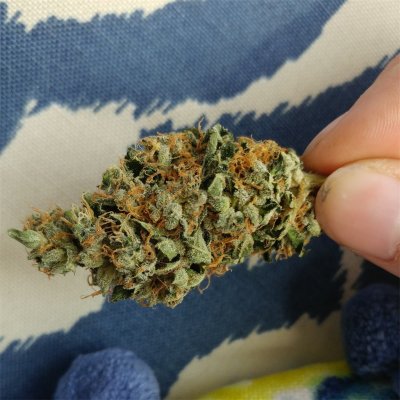 Afternoon Delight Weed Strain - THCFarmer