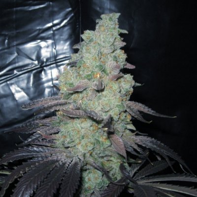 Lemon Alien Dawg Weed Strain - THCFarmer