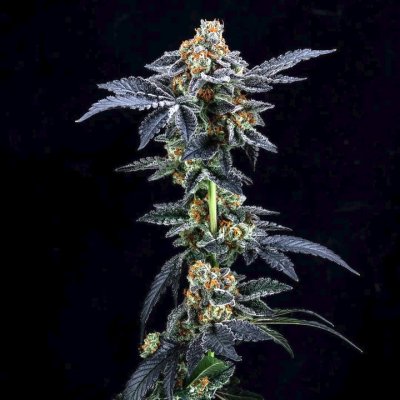 Bugatti OG Weed Strain - THCFarmer