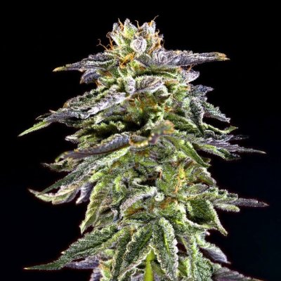 Cherry Pie Weed Strain - THCFarmer