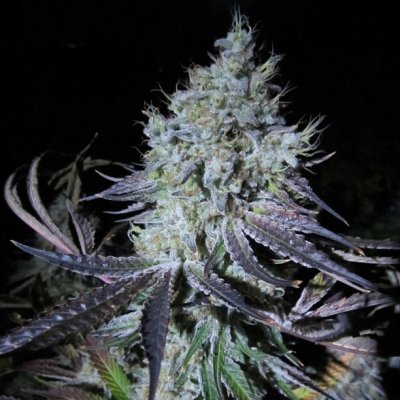 Aliens on Moonshine Weed Strain - THCFarmer
