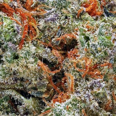 Blueberry Diesel Weed Strain - THCFarmer