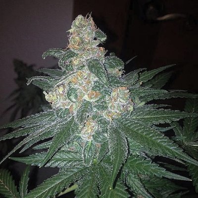 Big Sur Holy Bud Weed Strain - THCFarmer