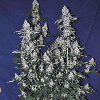 Blue Hash Weed Strain - THCFarmer