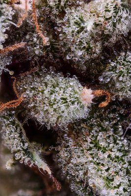 Kosher Kush Weed Strain - THCFarmer