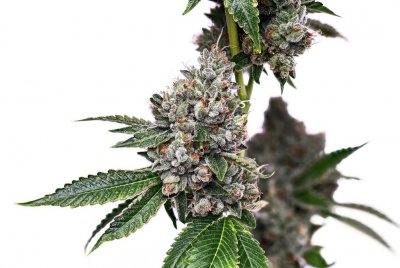 Headband Weed Strain - THCFarmer