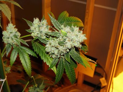 Ghost OG Kush Weed Strain - THCFarmer