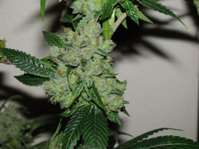 Ghost OG Kush Weed Strain - THCFarmer