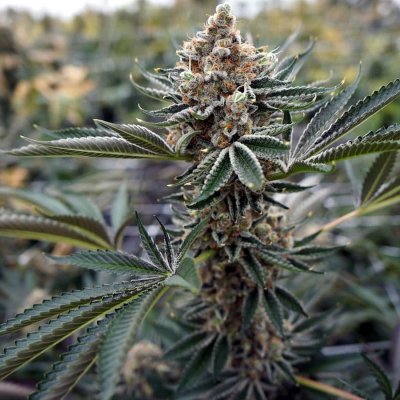 Chem Scout Weed Strain - THCFarmer