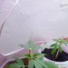 Show me how to do early vegetative pruning and FIM - Vegetative growth ...