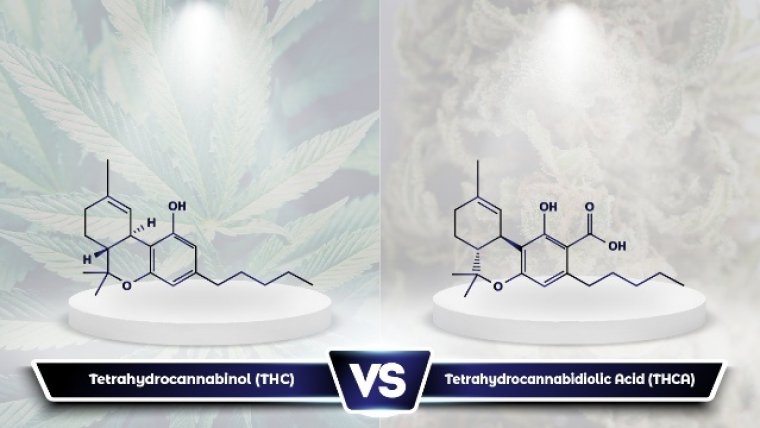 THCA Vs THC: What Are the Differences? - THCFarmer
