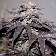 Mendocino Purps Weed Strain - THCFarmer