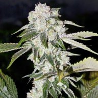 Legend OG Kush Weed Strain - THCFarmer