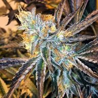 Blue Steel Weed Strain - THCFarmer