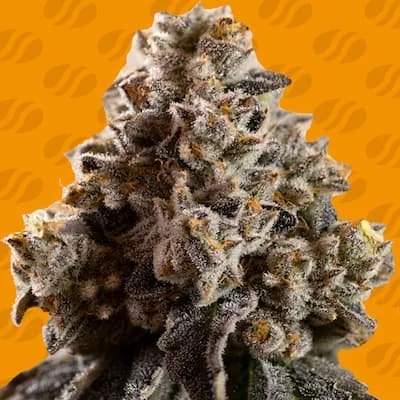 Alien Moonrocks Seeds - Original Sensible Seeds - THCFarmer