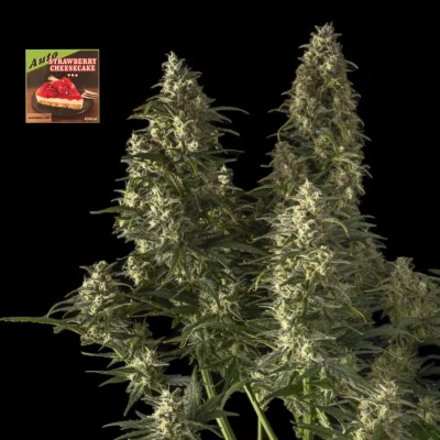Strawberry Cheesecake Auto Feminised Seeds - Seedsman Seeds - THCFarmer