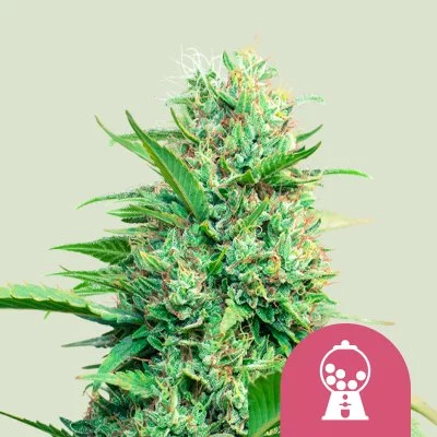 Pink Runtz - Royal Queen Seeds - THCFarmer