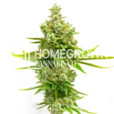 Blue Princess Fast Version Seeds - Homegrown Cannabis Co - THCFarmer