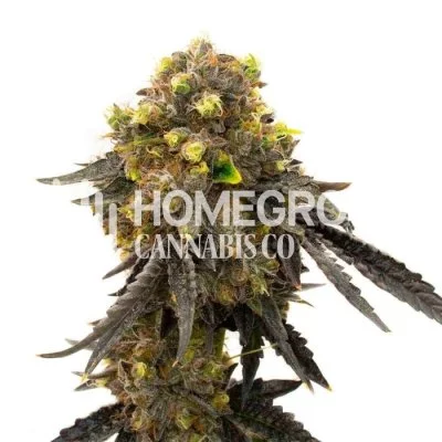 Bruce Banner Fast Version Seeds - Homegrown Cannabis Co - THCFarmer