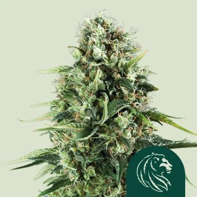 Royal AK - Royal Queen Seeds - THCFarmer