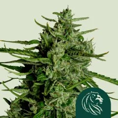 Titan F1 - Royal Queen Seeds - THCFarmer